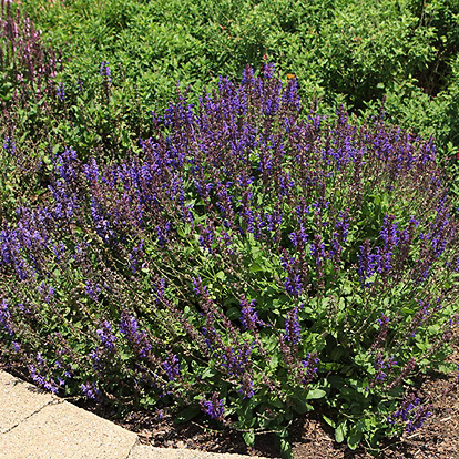 Noble Knight Sage For Sale Online | The Tree Center