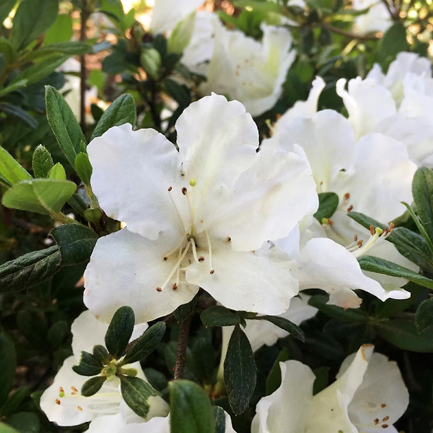 Pearl Bloom-A-Thon® Azalea For Sale Online | The Tree Center