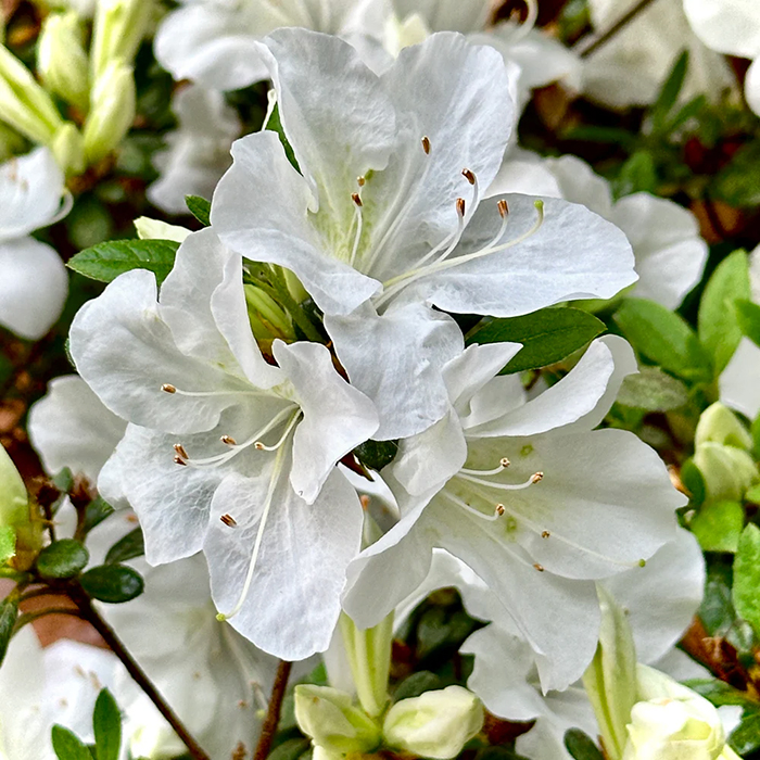 Pearl Bloom-A-Thon® Azalea For Sale Online | The Tree Center