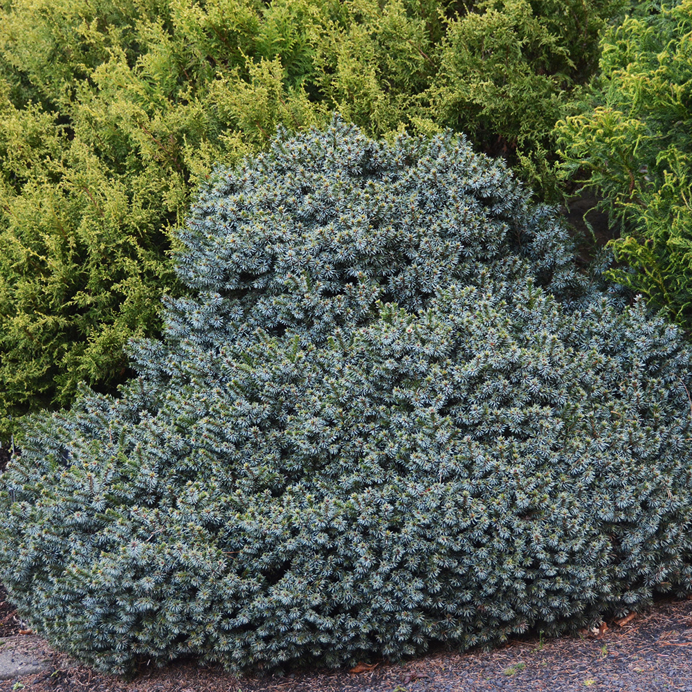 Pimoko Serbian Spruce Trees For Sale | The Tree Center