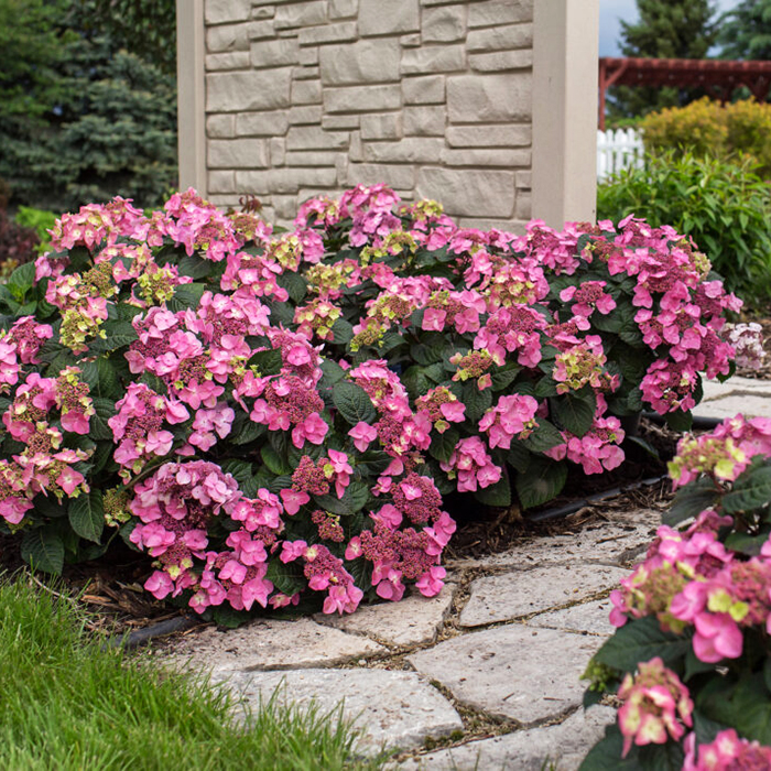Pop Star® Reblooming Hydrangea For Sale Online | The Tree Center