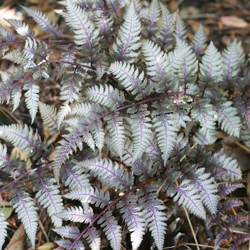 Regal Red Japanese Painted Fern For Sale Online | The Tree Center