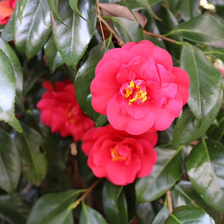 Rosehill Red Camellia For Sale Online | The Tree Center