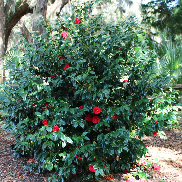Rosehill Red Camellia For Sale Online | The Tree Center