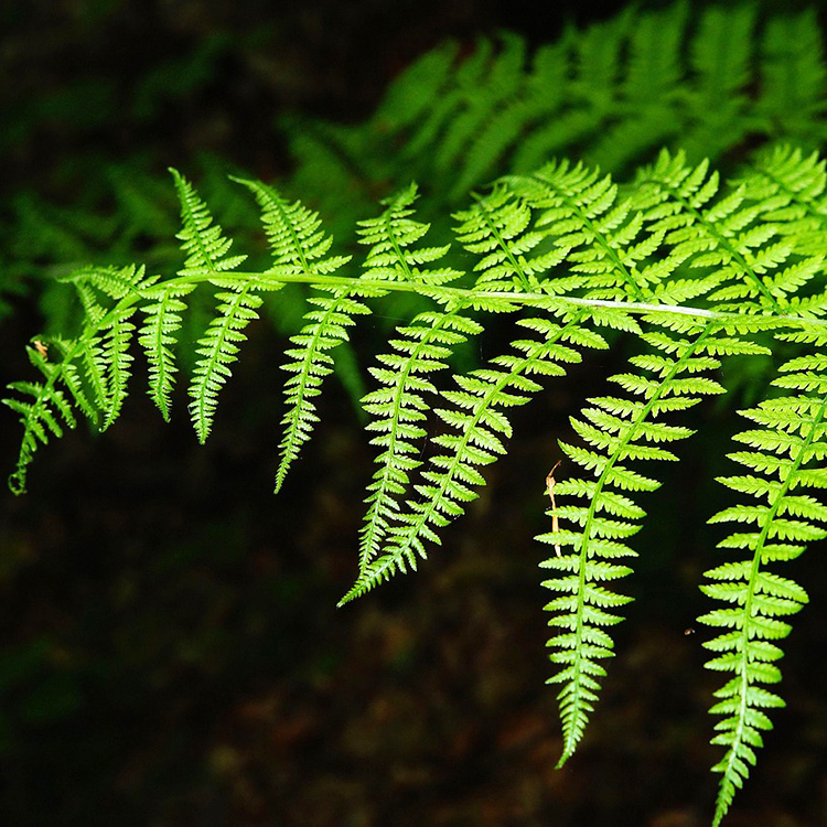 Royal Fern For Sale Online | The Tree Center
