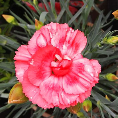 Scent First® Romance Dianthus For Sale Online | The Tree Center