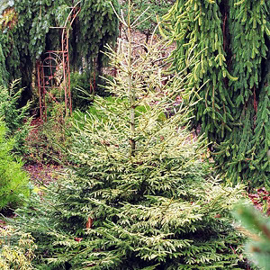 Silver Seedling Oriental Spruce Trees For Sale | The Tree Center