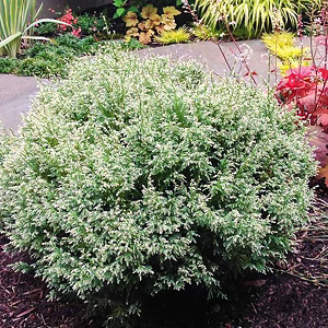 White Pygmy Cypress For Sale Online | The Tree Center