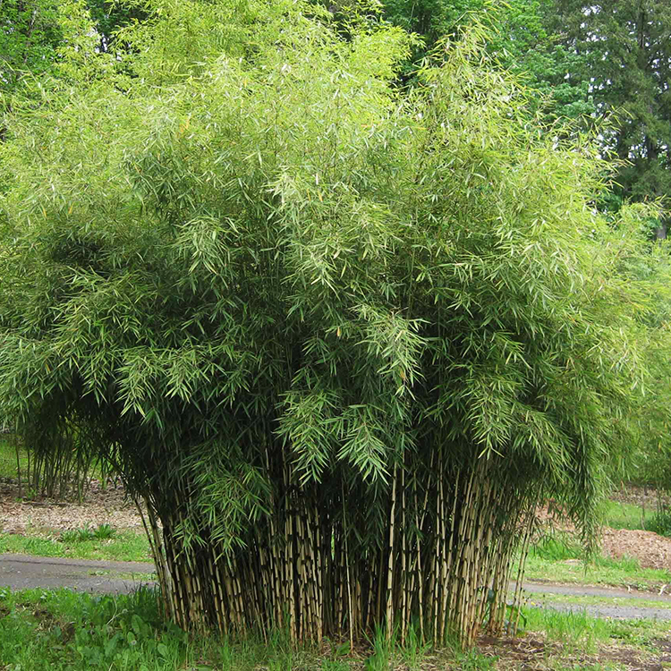 Hardy Wolong Clumping Bamboo For Sale Online | The Tree Center