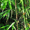 Hardy Wolong Clumping Bamboo For Sale Online | The Tree Center