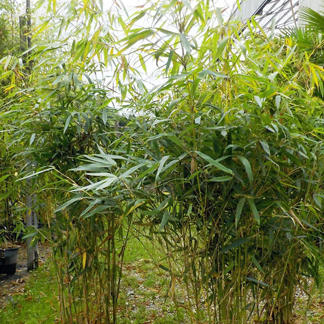 Hardy Wolong Clumping Bamboo For Sale Online | The Tree Center