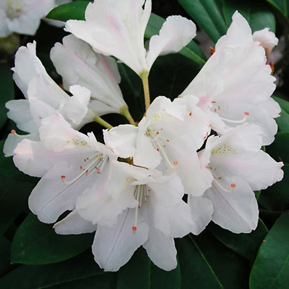 Yaku Princess Rhododendron For Sale | The Tree Center