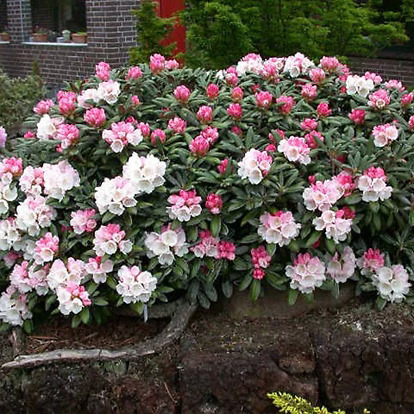 Yaku Princess Rhododendron For Sale | The Tree Center