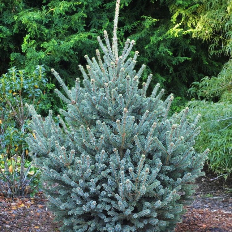 Yukon Blue White Spruce Trees For Sale | The Tree Center