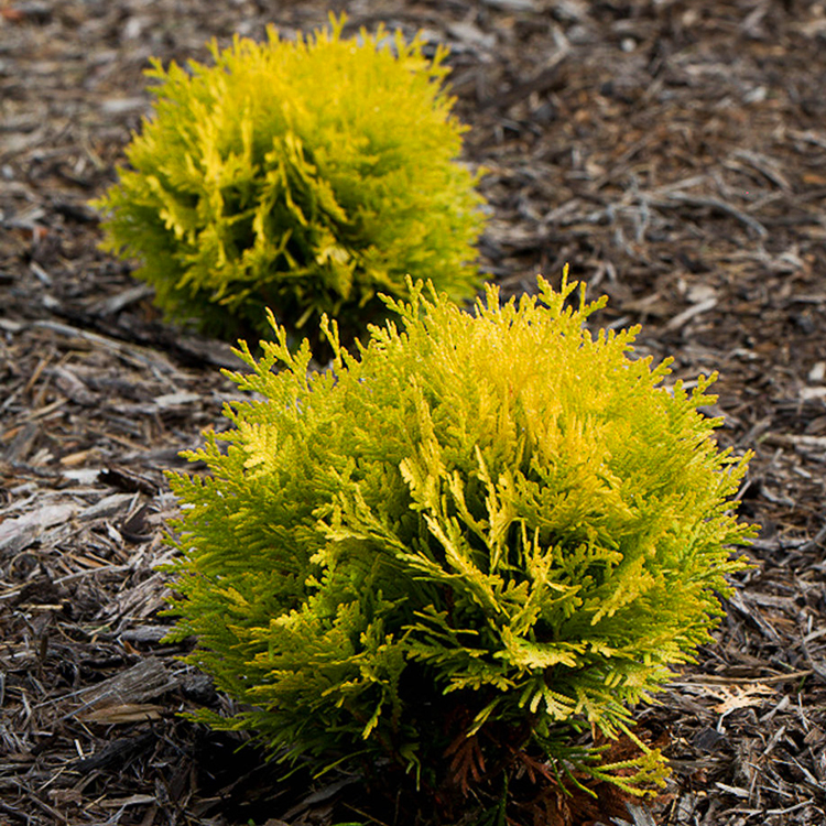 Anna's Magic Ball® Arborvitae For Sale Online | The Tree Center