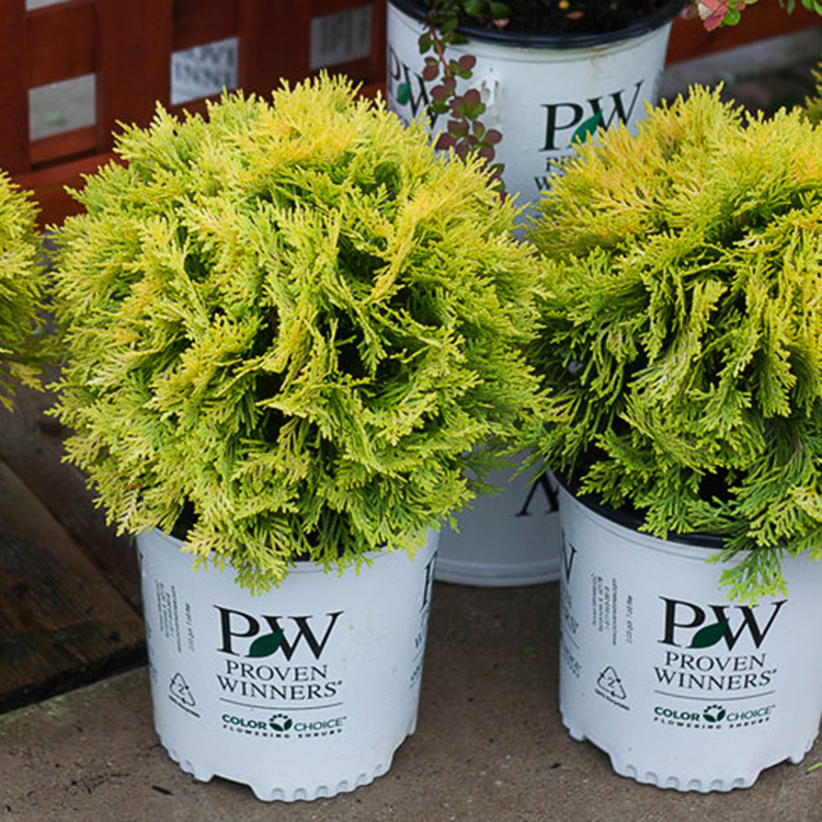 Anna's Magic Ball® Arborvitae For Sale Online | The Tree Center