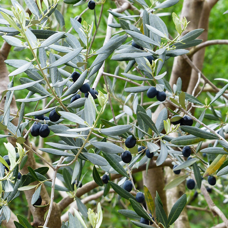 Black Olive Tree For Sale Online | The Tree Center