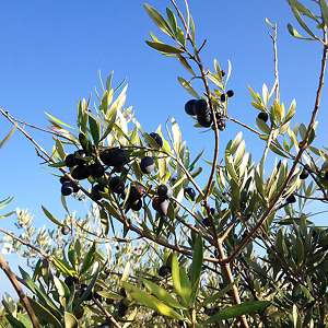 Black Olive Tree For Sale Online | The Tree Center