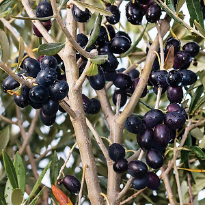 Black Olive Tree For Sale Online | The Tree Center