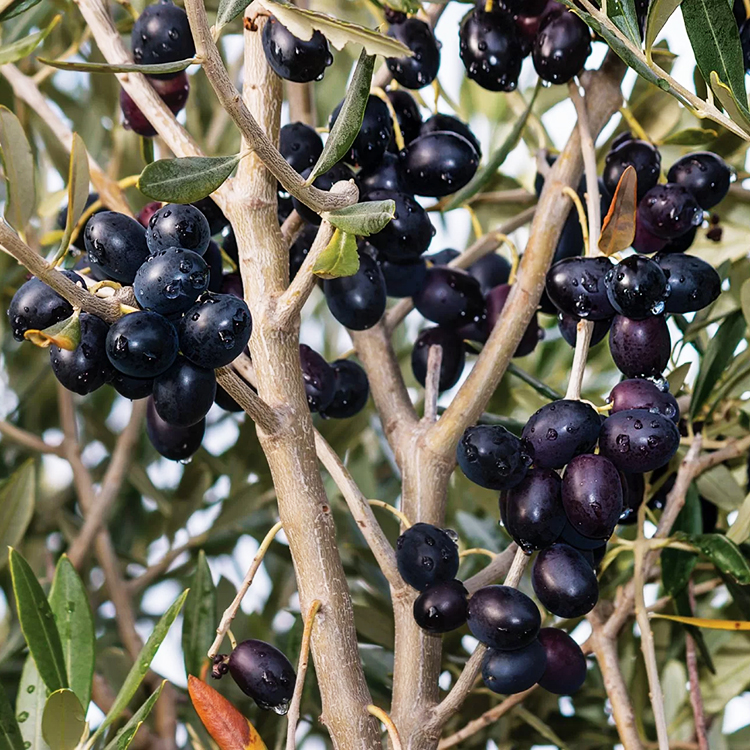 Black Olive Tree For Sale Online | The Tree Center