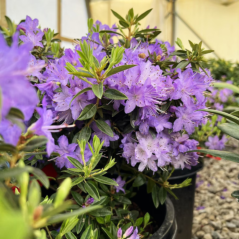 Bluette Rhododendron For Sale Online | The Tree Center