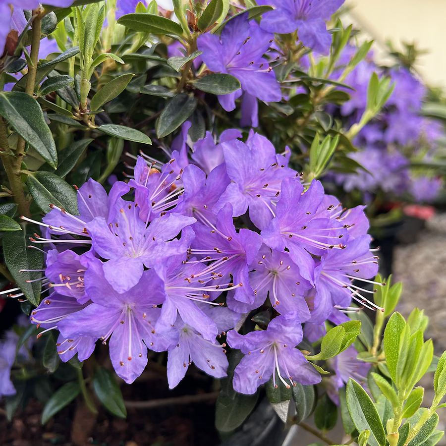 Bluette Rhododendron For Sale Online | The Tree Center