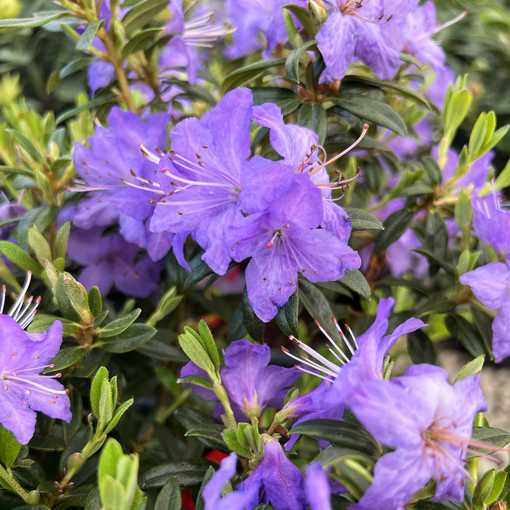 Bluette Rhododendron For Sale Online | The Tree Center