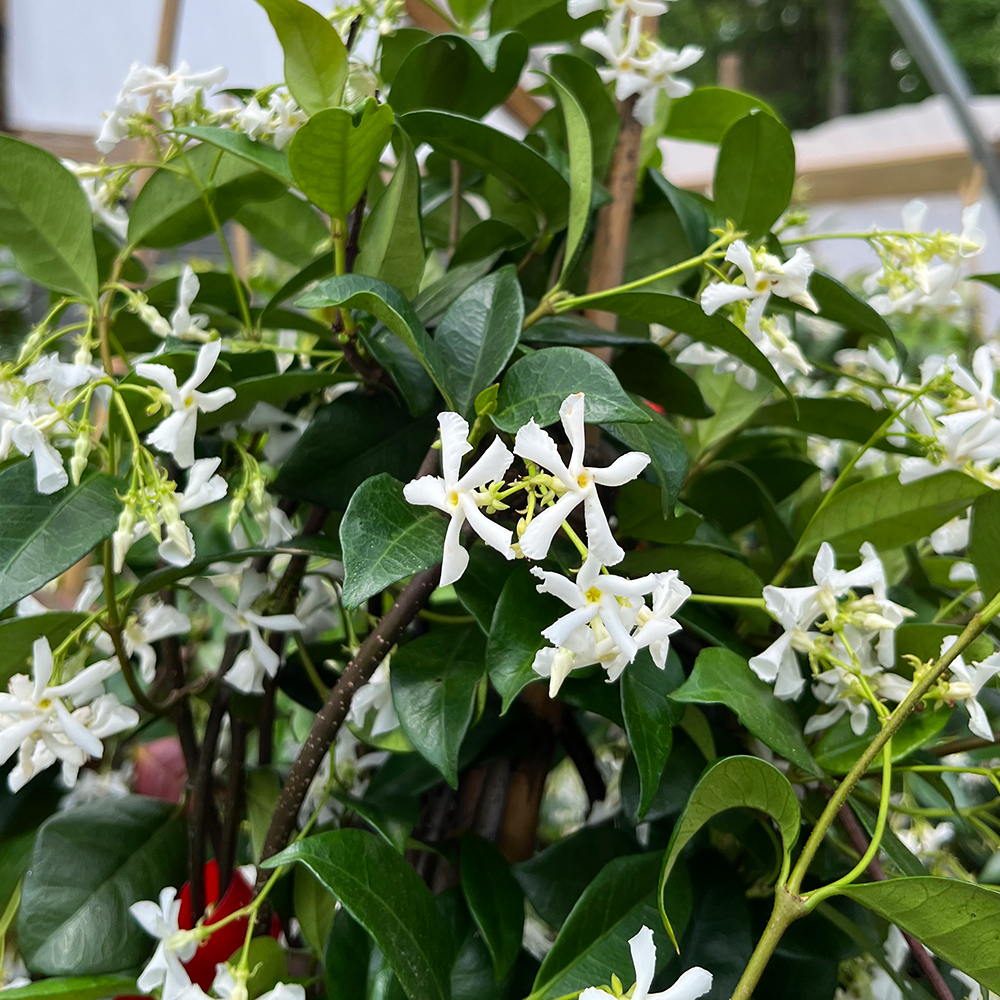 Confederate Jasmine For Sale Online | The Tree Center
