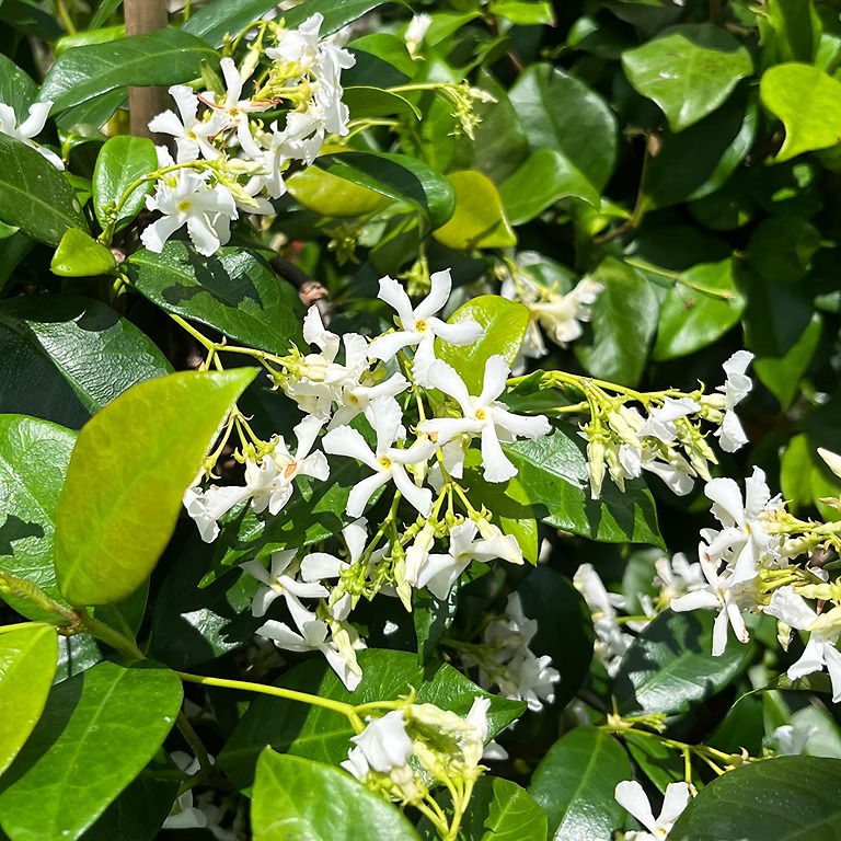 Confederate Jasmine For Sale Online | The Tree Center
