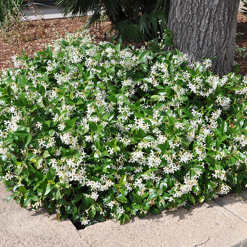 Confederate Jasmine For Sale Online | The Tree Center