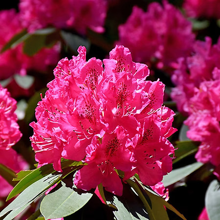 Cynthia Rhododendron For Sale Online | The Tree Center
