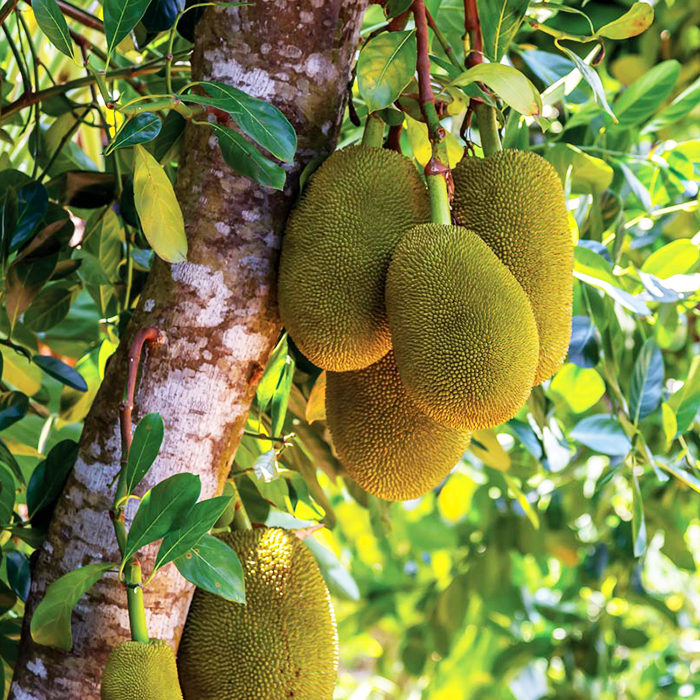 Jackfruit Tree For Sale Online | The Tree Center