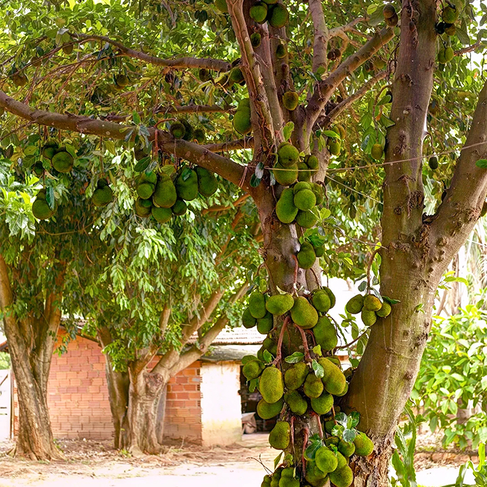Jackfruit Tree For Sale Online | The Tree Center