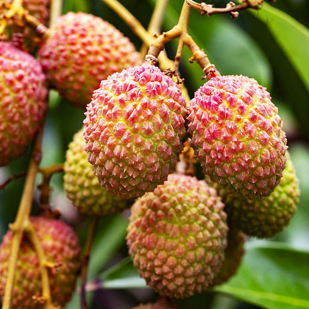 Mauritius Lychee Plant For Sale Online | The Tree Center