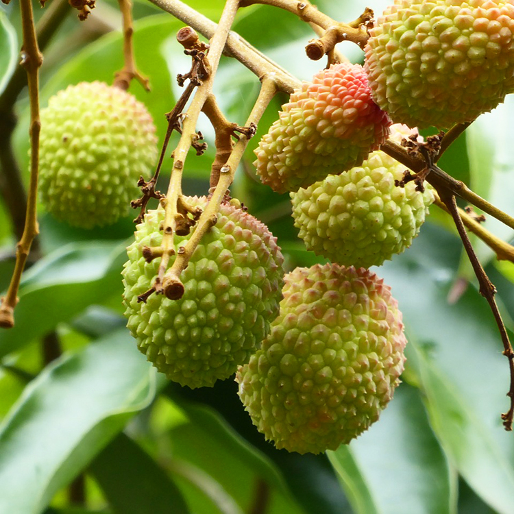 Mauritius Lychee Plant For Sale Online | The Tree Center