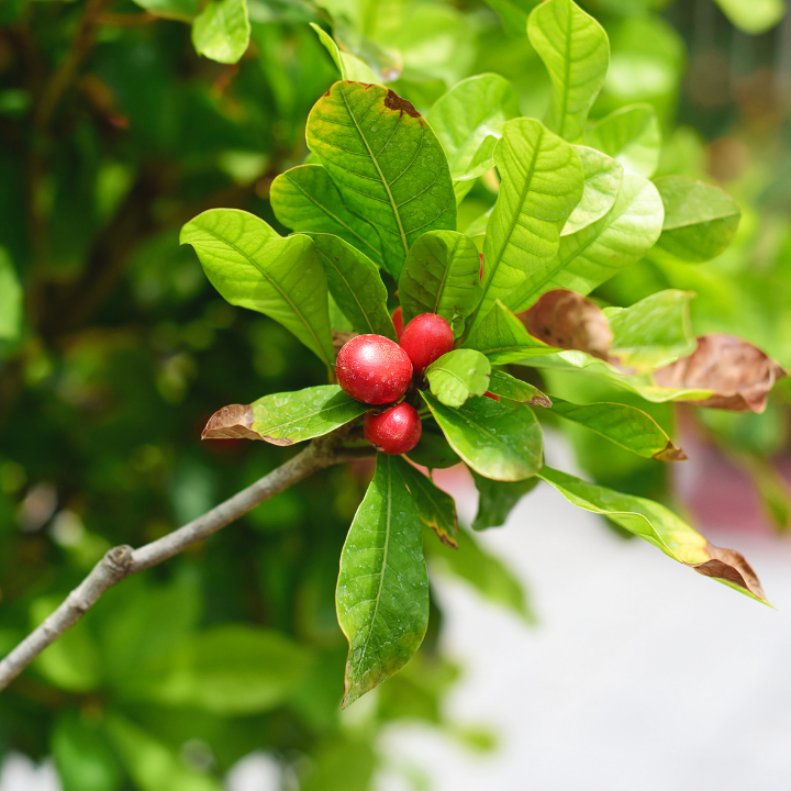 Miracle Berry Plant For Sale Online | The Tree Center