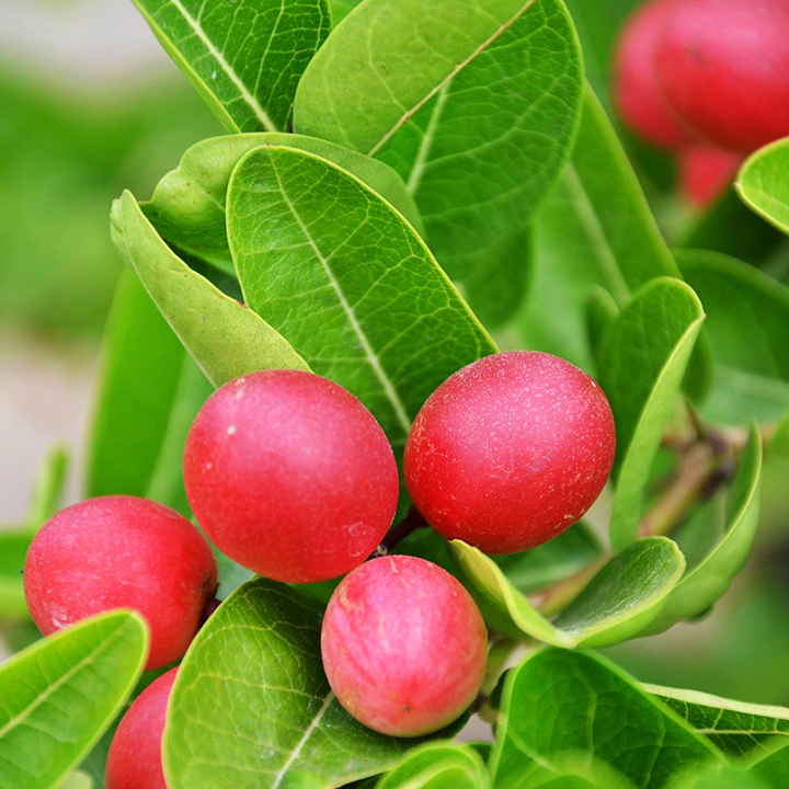 Miracle Berry Plant For Sale Online | The Tree Center