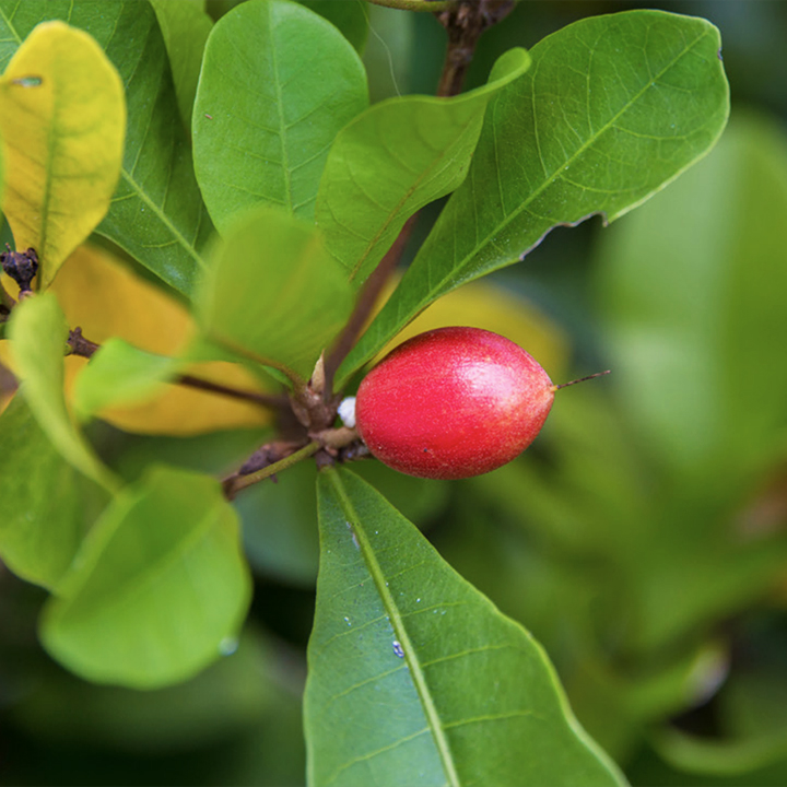 Miracle Berry Plant For Sale Online | The Tree Center