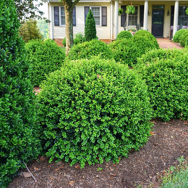 NewGen Independence® Boxwood For Sale Online | The Tree Center