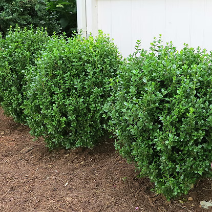 NewGen Freedom® Boxwood For Sale Online | The Tree Center