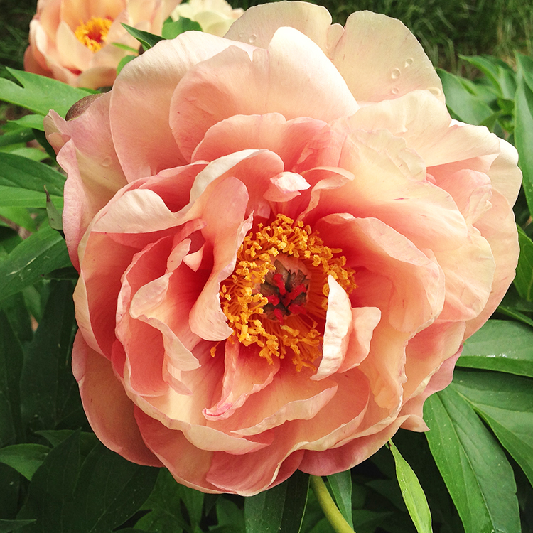 Peach-A-Licious™ Itoh Peony For Sale Online | The Tree Center