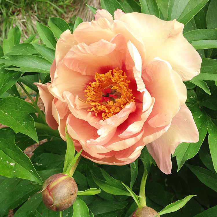 Peach-A-Licious™ Itoh Peony For Sale Online | The Tree Center