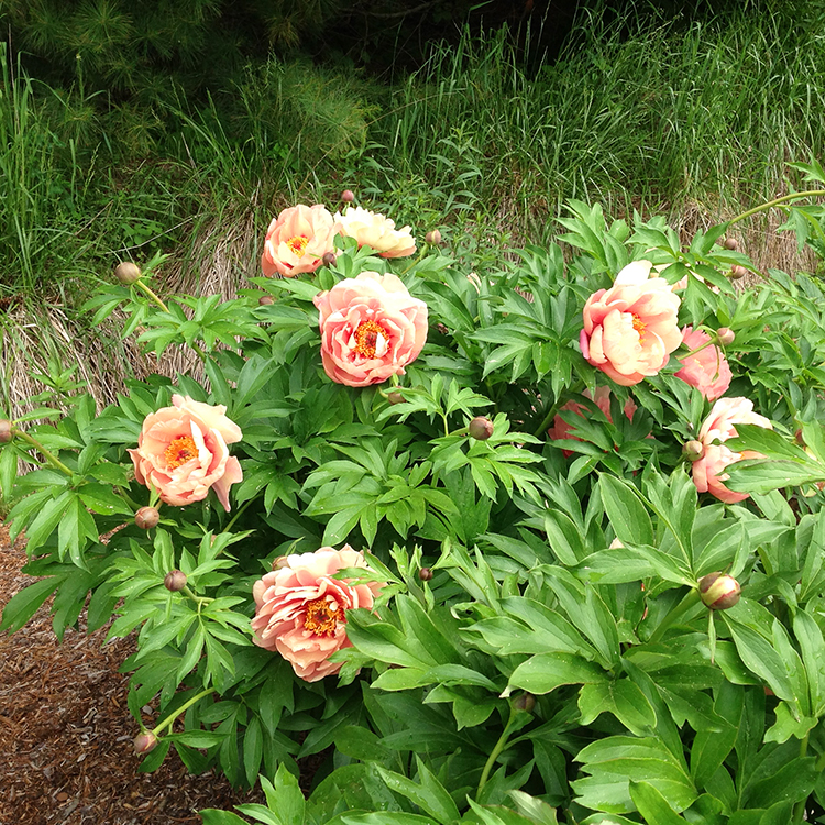 Peach-A-Licious™ Itoh Peony For Sale Online | The Tree Center