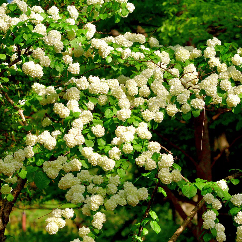 Popcorn Viburnum For Sale Online | The Tree Center
