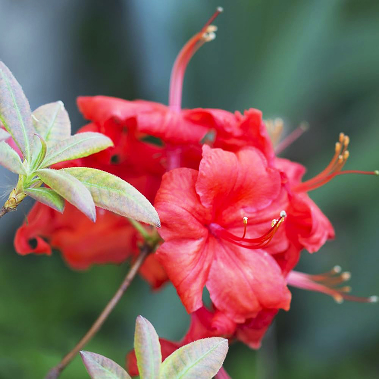 Red Rhododendron For Sale | The Tree Center