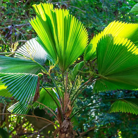 Ruffled Fan Palm For Sale Online | The Tree Center