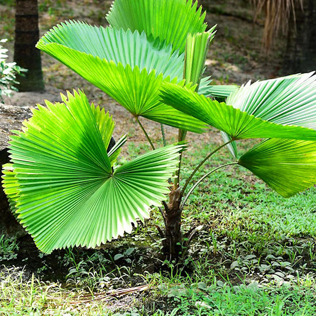 Ruffled Fan Palm For Sale Online | The Tree Center