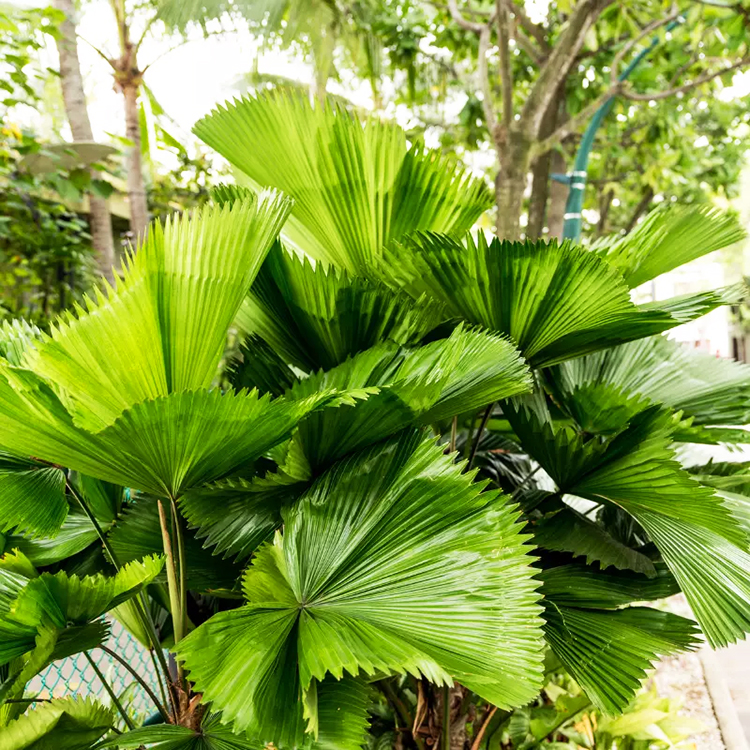 Ruffled Fan Palm For Sale Online | The Tree Center