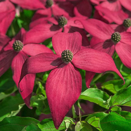 Scarlet Fire® Dogwood For Sale Online | The Tree Center