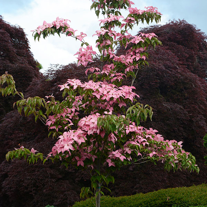 Scarlet Fire® Dogwood For Sale Online | The Tree Center
